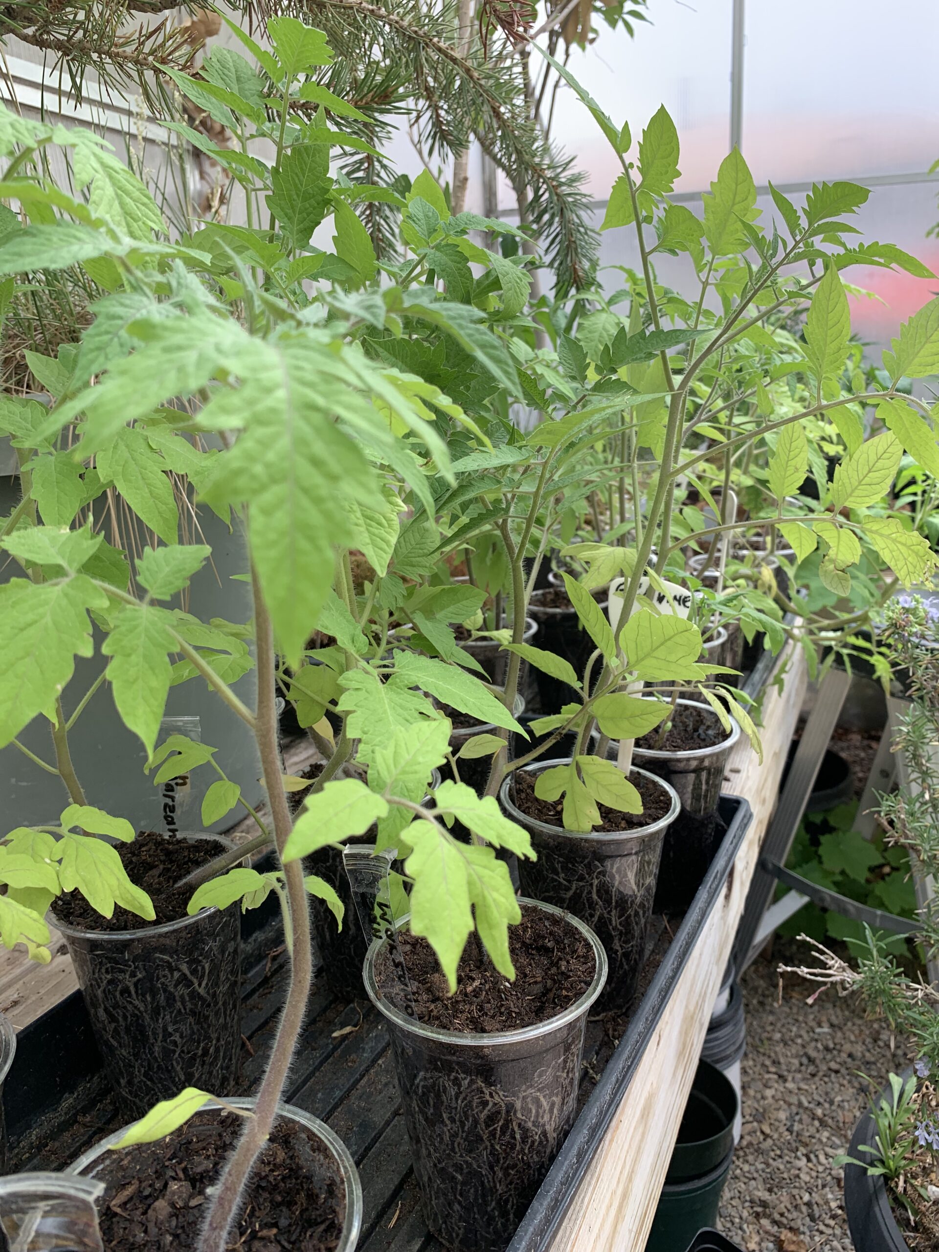 It's time to plant those tomatoes! - Utah Dinner Project